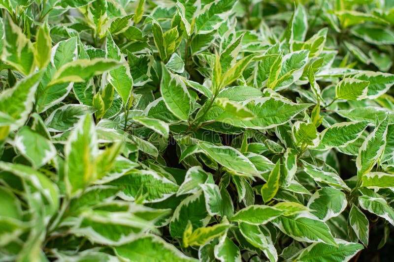 Photo of Green Leaves Slightly Out of Focus for Use As a Background ...