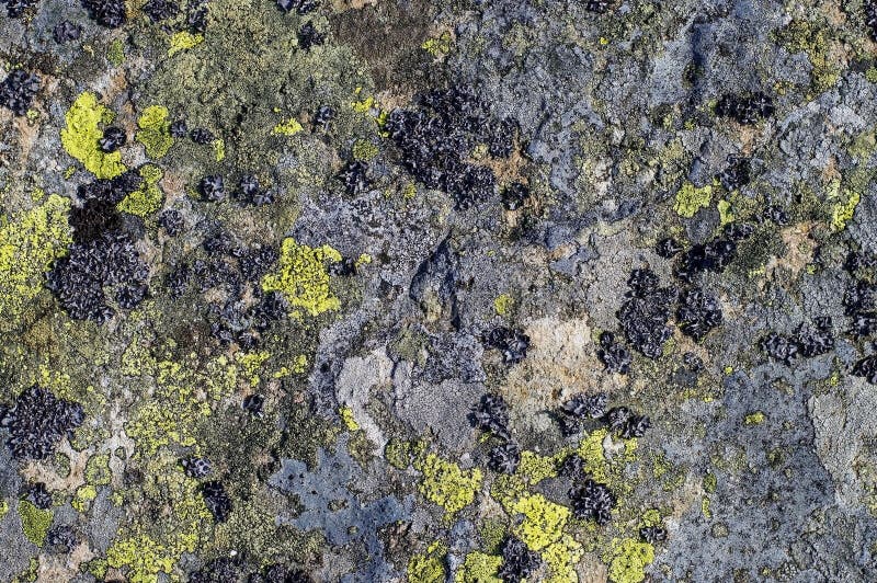 Green moss stone texture stock photo. Image of background - 169027860