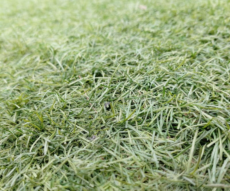 1,062 Clump Grass Texture Stock Photos - Free & Royalty-Free Stock ...