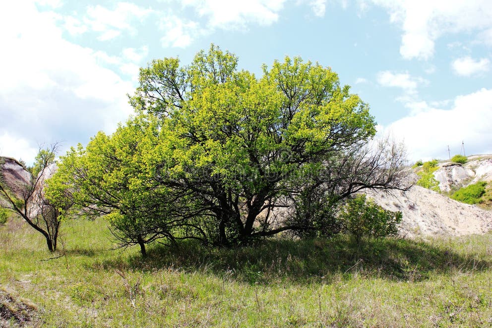 A green old tree in spring stock photo. Image of green - 183284870