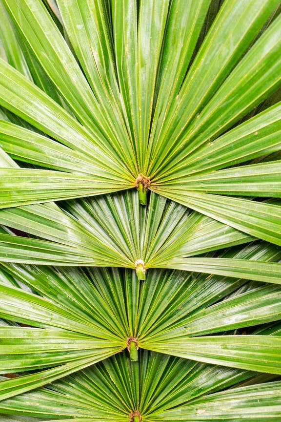 Green palm leaf stack stock image. Image of foliage - 132805239