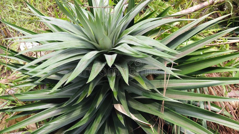 Photo of a Green Pineapple Tree Stock Image - Image of leaf, pineapple ...