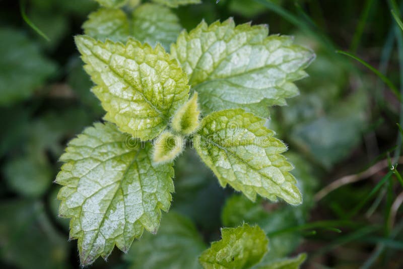 Photo of Green Plant - Gardening Stock Photo - Image of pattern, plants ...