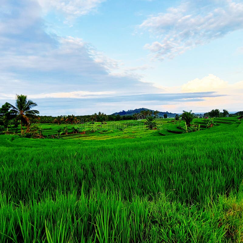Photo of Green Rice Plant Scenery Stock Image - Image of background ...