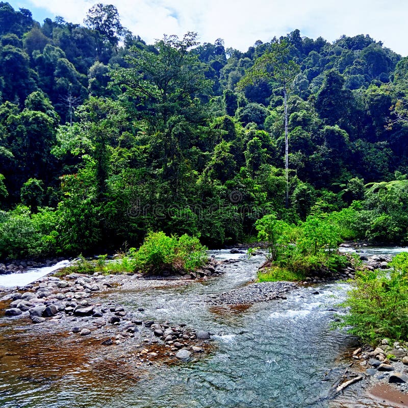 Photo of Green Rice Plant Scenery Stock Image - Image of decoration ...