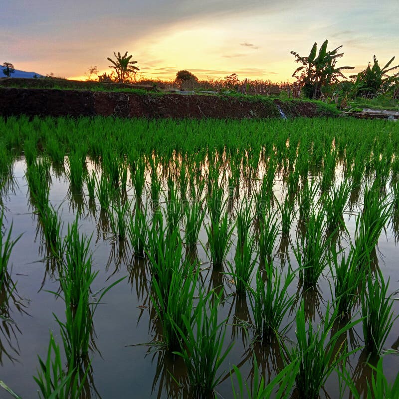 Photo of Green Rice Plant Scenery Stock Image - Image of minimalism ...