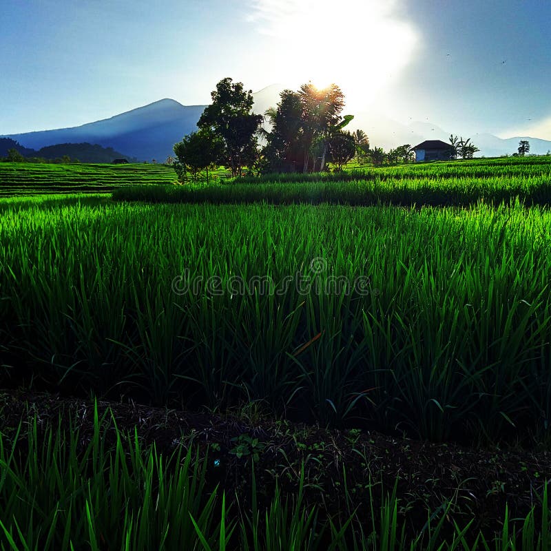 Photo of Green Rice Plant Scenery Stock Photo - Image of decorative ...