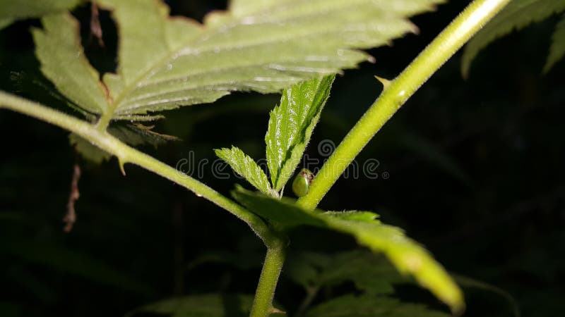 Rounded Planthopper Stock Photos - Free & Royalty-Free Stock Photos ...