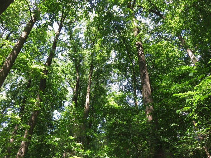 June Landscape stock photo. Image of evening, june, green - 2672414