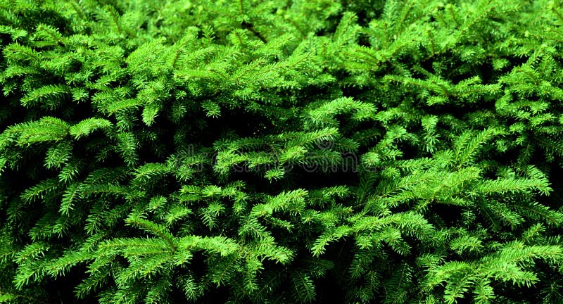 A Green Spruce Tree Texture Stock Image - Image of tree, garden: 121665111