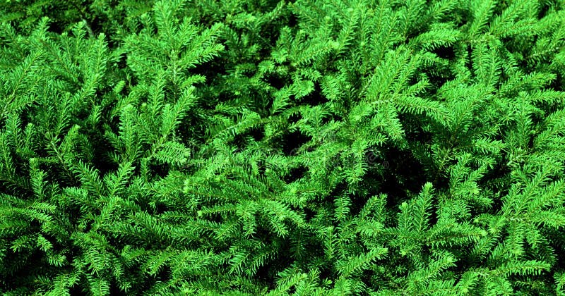 A Green Spruce Tree Texture Stock Image - Image of abstract, foliage ...