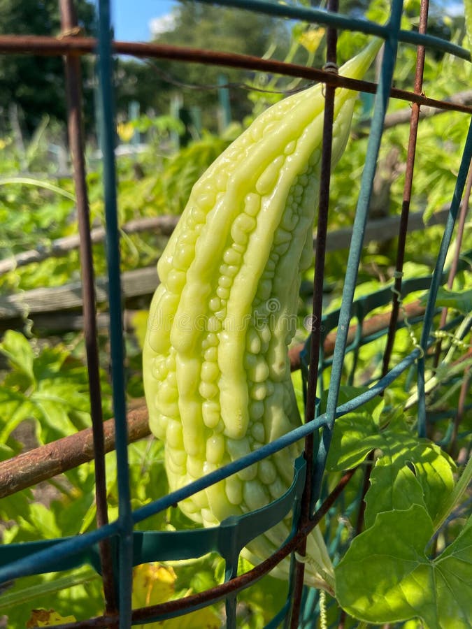 Green Squash Vegetable in Summer in August Stock Photo - Image of ...