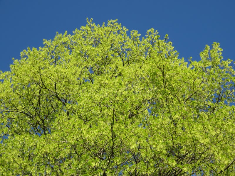 Green Tree and Blue Sky in April in Spring Stock Image - Image of ...