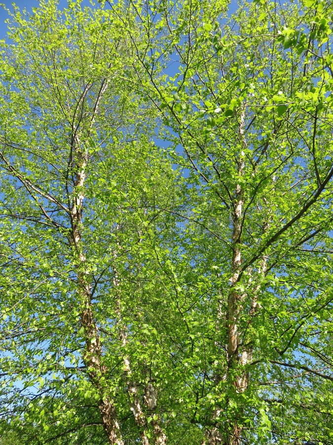 Pretty Green Trees in Spring in April Stock Photo - Image of green ...