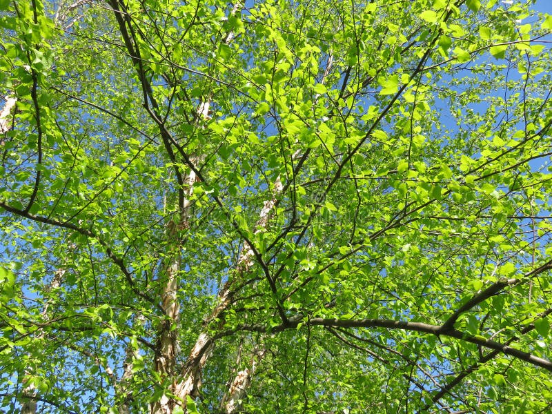 Pretty Green Tree and Leaves in Spring in April Stock Photo - Image of ...