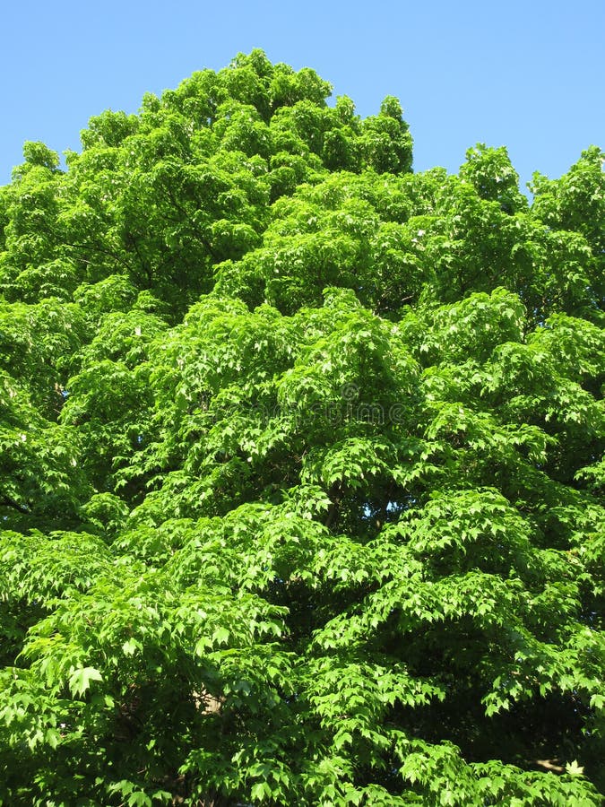 Beautiful Green Tree in May Stock Photo - Image of leaves, spring ...