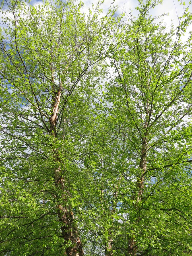 Pretty Green Trees in Spring in April Stock Photo - Image of nature ...
