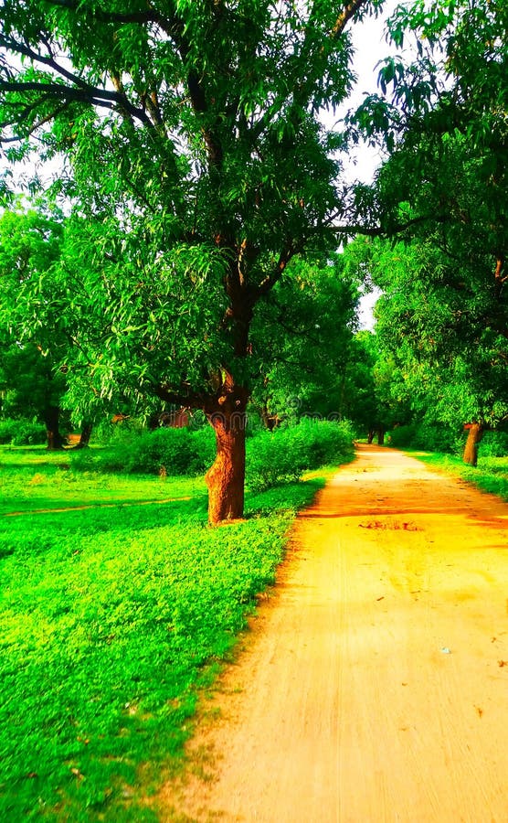 Photo of Greenery in the Rainy Season. Stock Photo - Image of ...