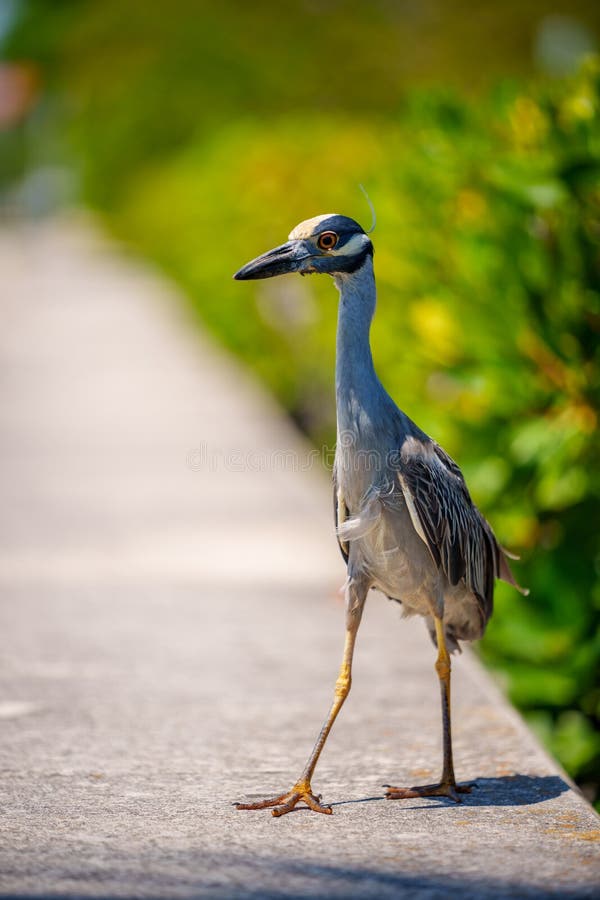 Photo of a Grey Heron Florida Native Bird Stock Photo - Image of grey ...
