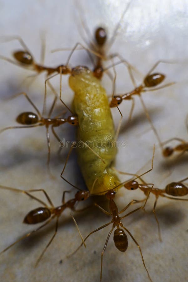 Photo of a Group of Ants Finding Food Stock Photo - Image of animal ...