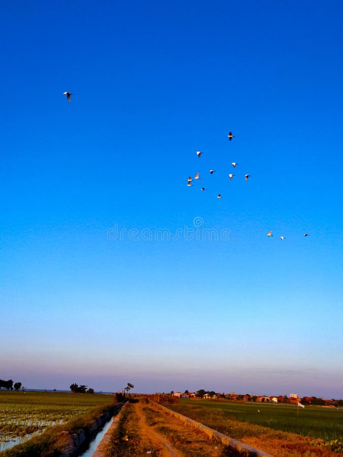 Photo of a Group of Birds Flying in the Afternoon Over the Rice Fields ...