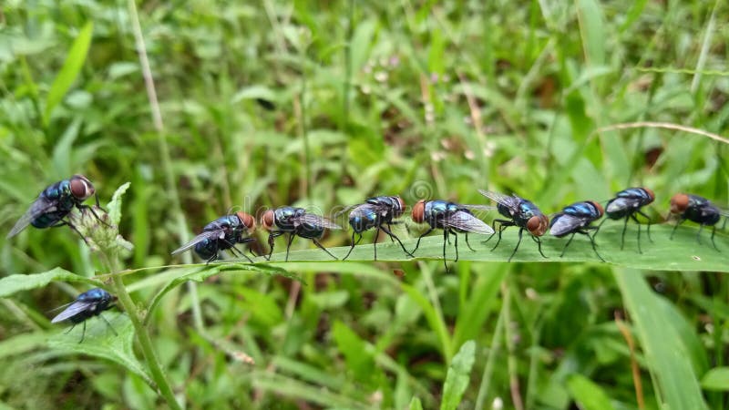 Photo of a group of flies stock image. Image of leaf - 240797361