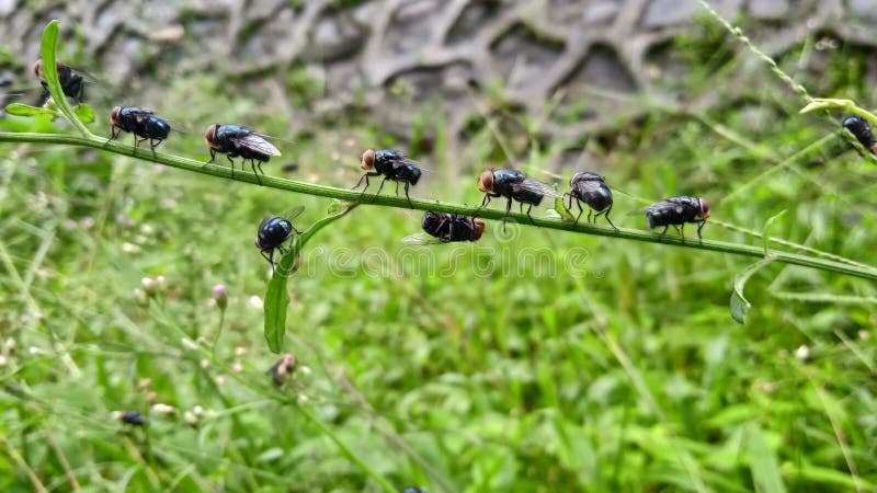 Photo of a group of flies stock image. Image of leaf - 240797361