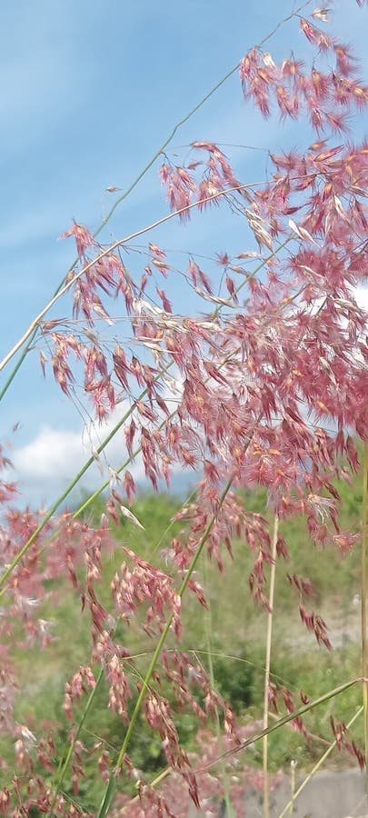 Photo of a Group of Ruby Grass & X28;melinis Repens& X29; Which is in ...