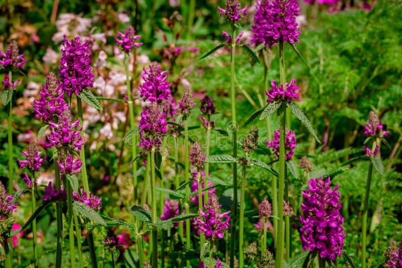 Photo of Growing Catnip in the Garden Stock Photo - Image of fragrance ...