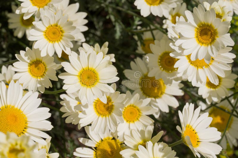 Photo of Growing Daisy in the Garden Stock Photo - Image of color ...