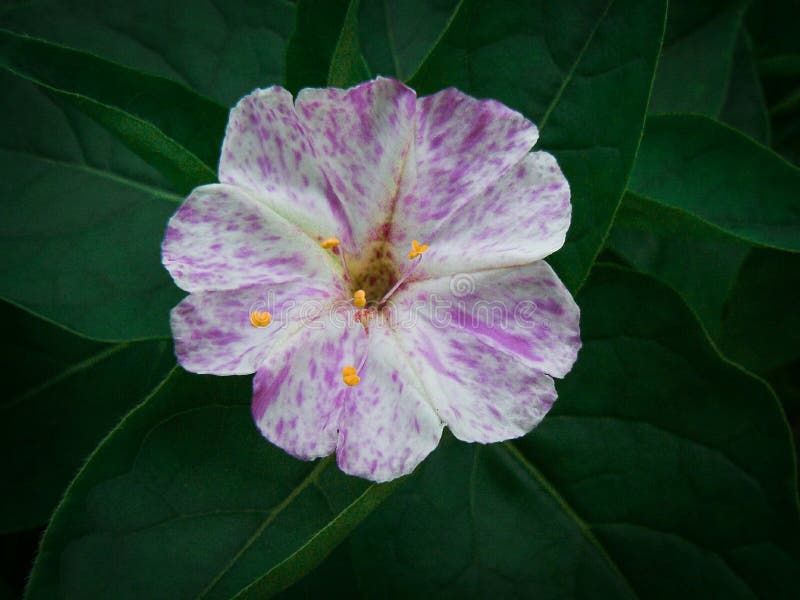 A Photo of a Growing White Purple Mirabilis Flower Stock Photo - Image ...