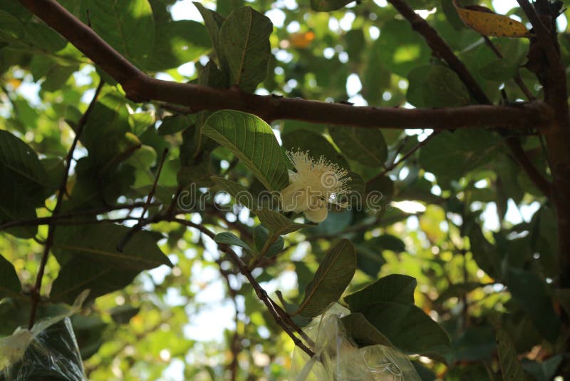 Photo Guava Flower & X28;Psidium Guajava& X29; Stock Photo - Image of ...