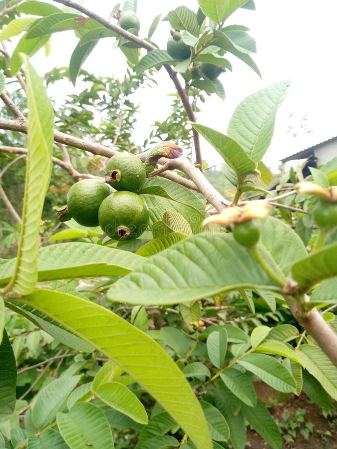 Photo of a Guava Tree that Bears Fruit when it is Still Small and Green ...
