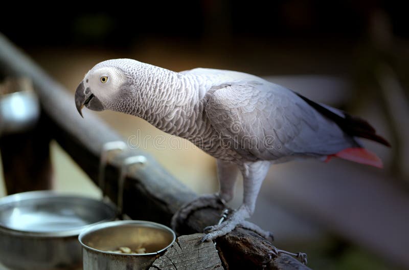 Photo handsome gray parrot stock image. Image of colour - 86617229