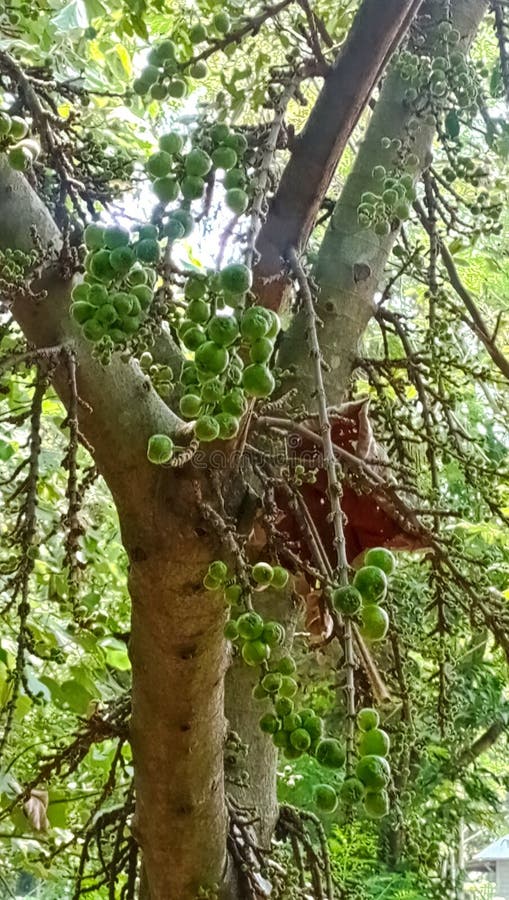 Photo of Hanging Fig Tree Fruit, Green Fig Fruit, Tropical Fruit ...