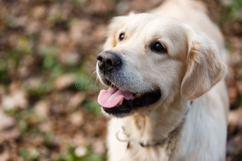 Photo of Happy Labrador Close-up Stock Photo - Image of friend, closeup ...