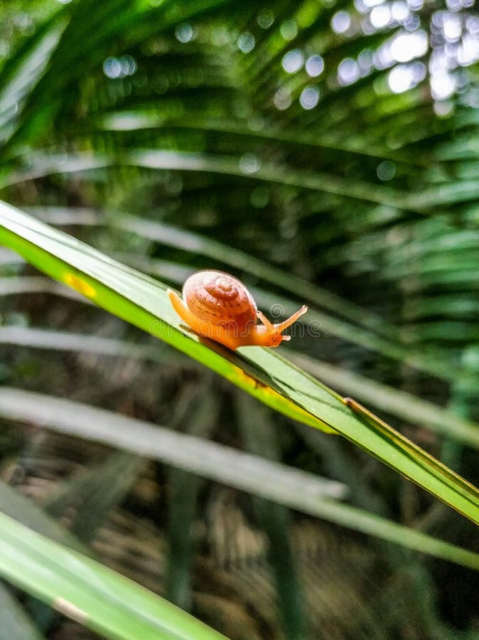 Photo of an Happy Slug in the Middle of the Amazon Rainforest Stock ...