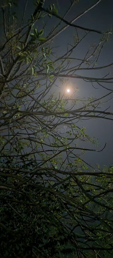 A night and the leaf stock image. Image of night, leaf - 245569753