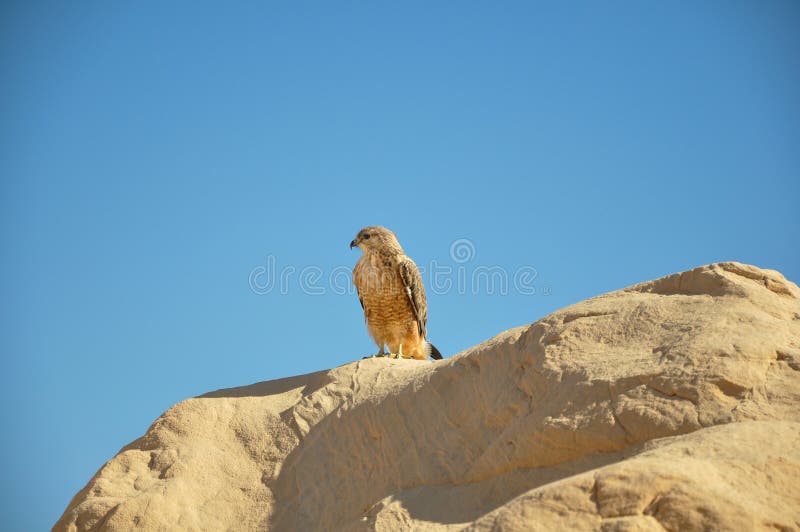 Desert hawk stock photo. Image of organisms, harris, beak - 34449656