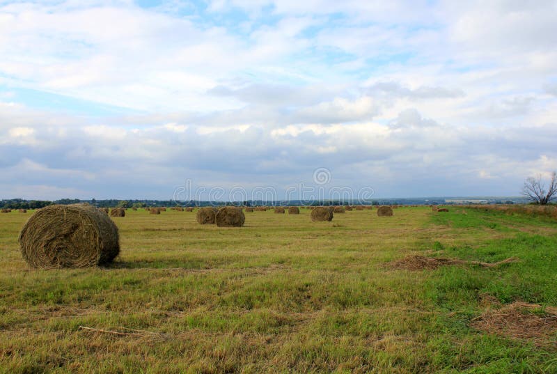 Photo, Hay in the Field, Straw Rolls Stock Photo - Image of golden ...