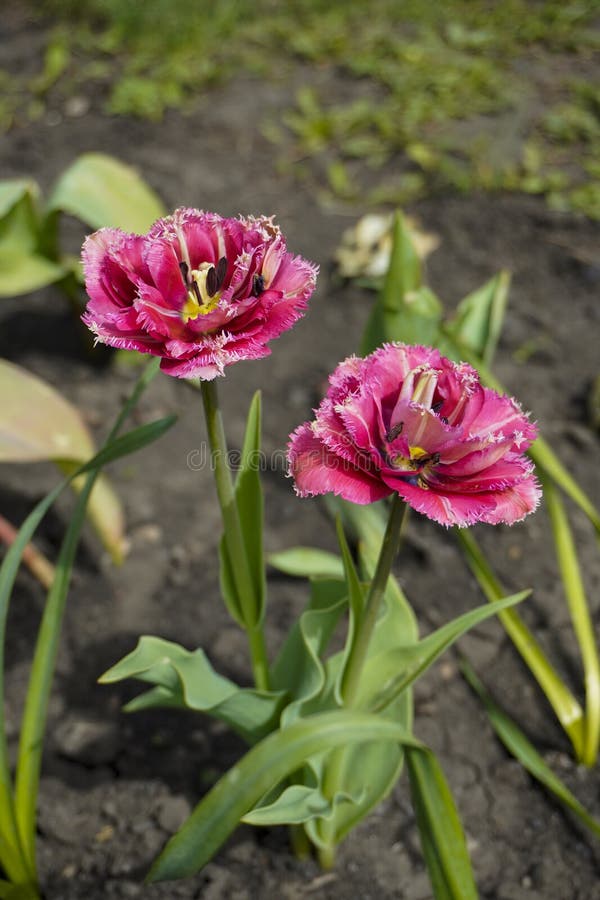 Photo of the Head of a Terry, Needle-shaped Tulip. Stock Photo - Image ...
