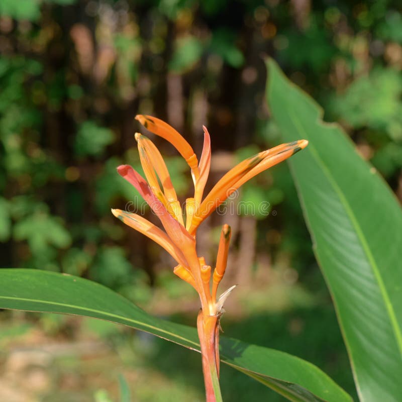 Flower Side view stock photo. Image of garden, flower - 141625812