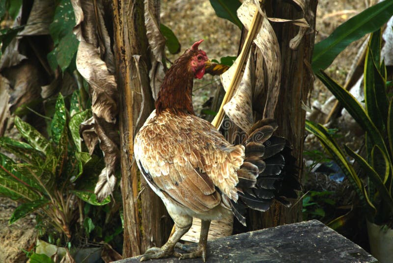 Photo of a Hen or Free-range Chicken, Standing on a Chair Stock Photo ...
