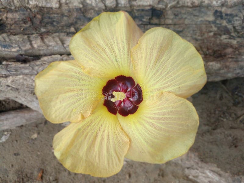 Photo of Hibiscus Flowers that Fall on the Roots of the Hibiscus Tree ...