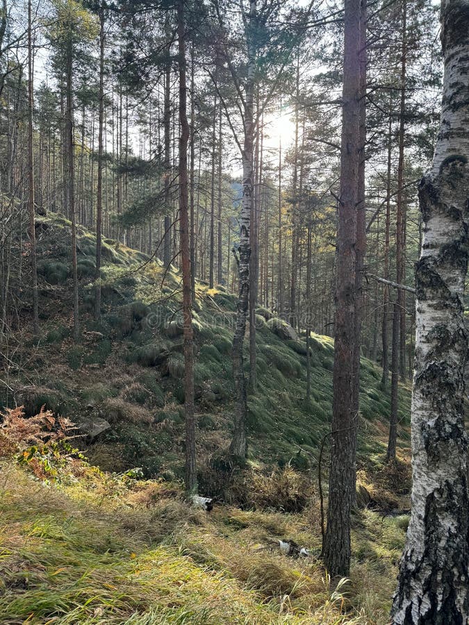 Hills Covered with Green Grass and Tree Trunks of Birch and Pine, with ...