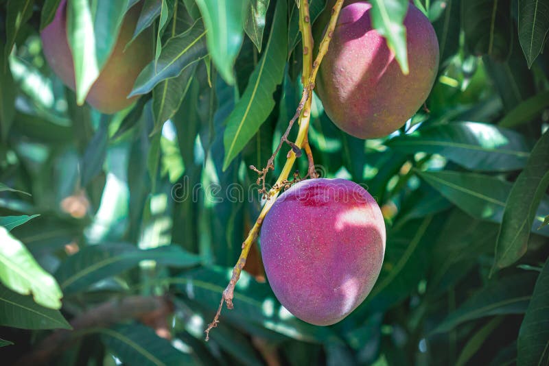 Photo of mango fruit. stock photo. Image of garden, bunch - 166526836