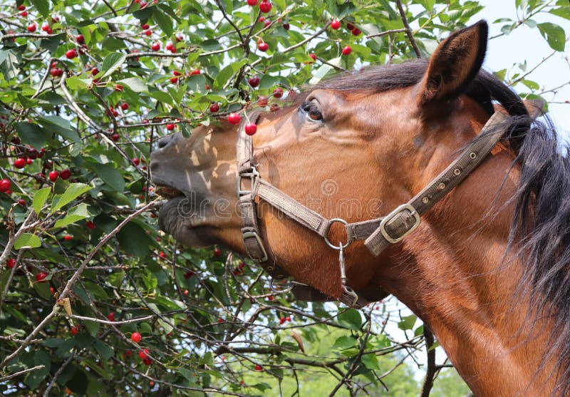 Horse Eating Cherry from Tree Stock Photo - Image of animal, horse ...
