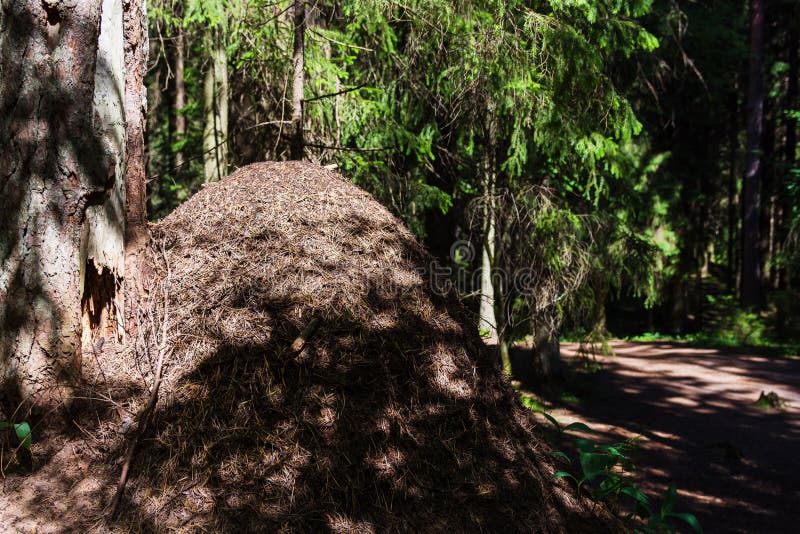 Photo of a Huge Ant Hill in the Forest Under the Slanting Rays of the ...