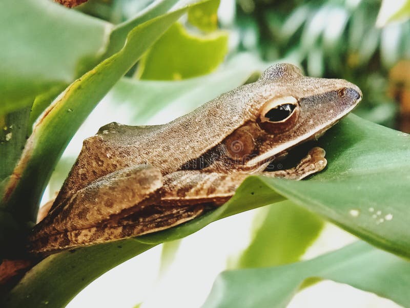 Photo of Hylarana Macrodactyla or Commonly Called Striped Tree Frog ...