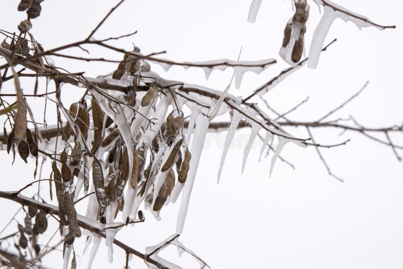 Icicles Frozen on a Tree in Winter Stock Photo - Image of freeze ...